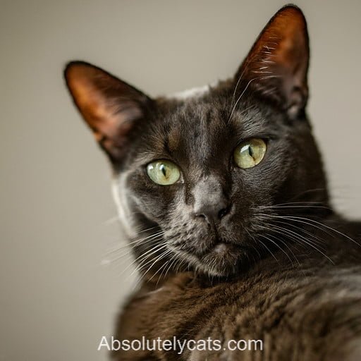 Calico Cats: A Unique and 3 Color Feline Breed - Absolutely Cats