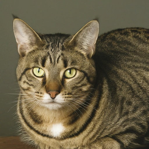 Tabby Cats: A Guide to Their Origins, Characteristics, and Care ...