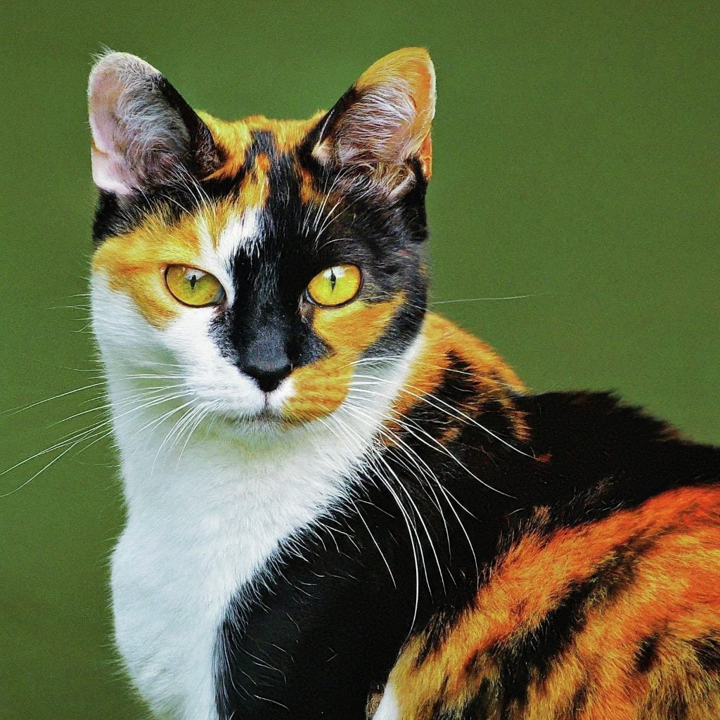 Calico Cats: A Unique and 3 Color Feline Breed - Absolutely Cats
