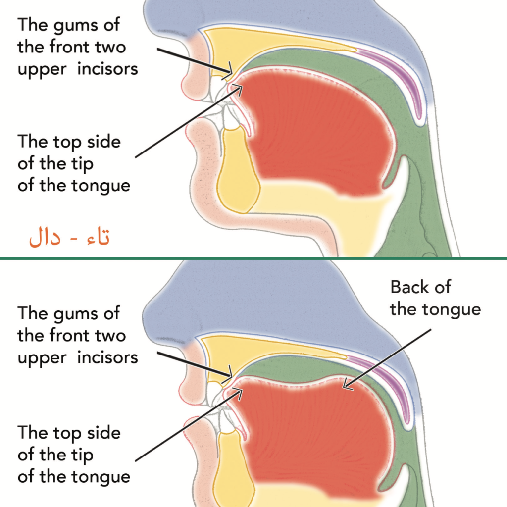 Makharij al Huruf Part 2( Articulation Points): Tajweed lesson 3 ...