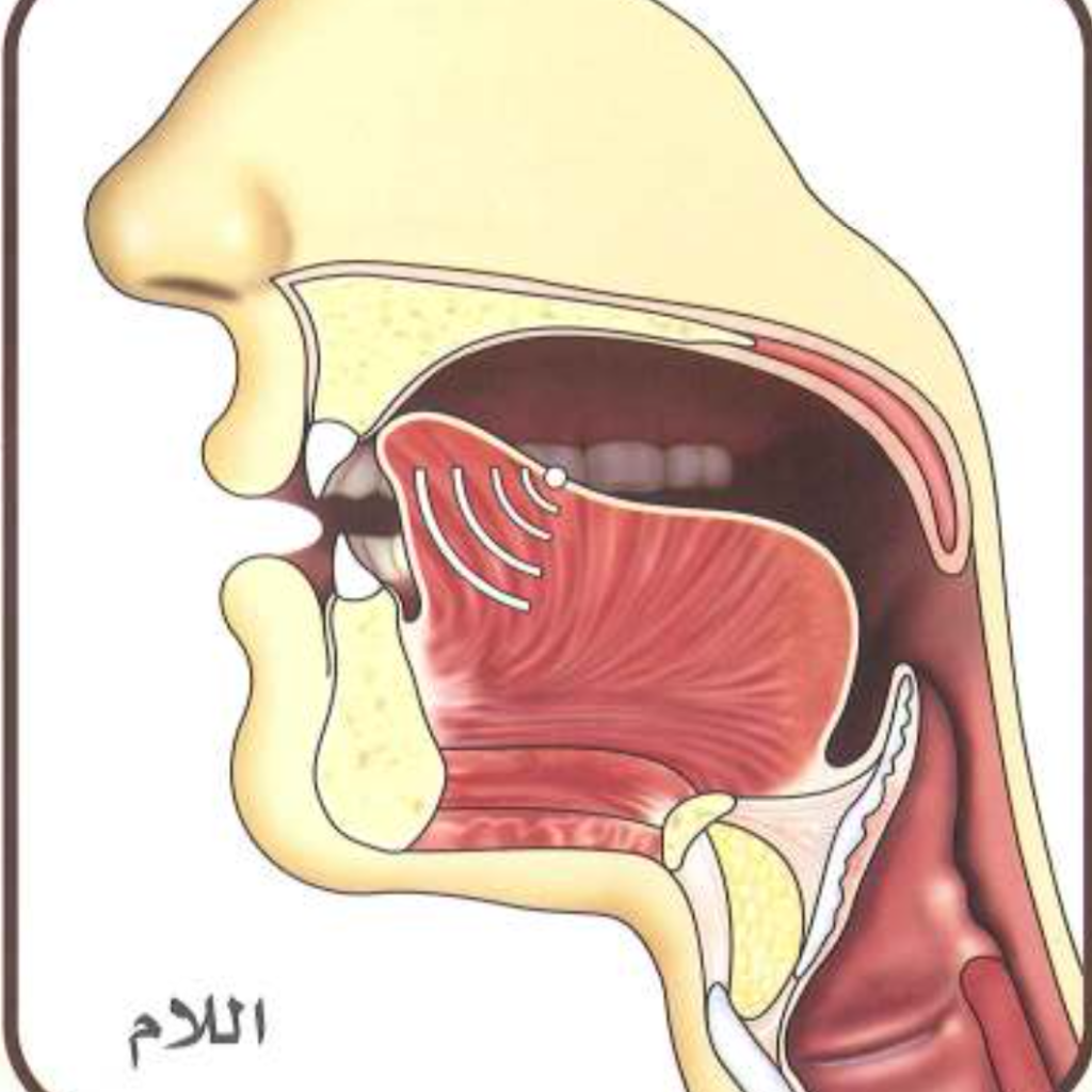 Makharij al Huruf Part 2( Articulation Points): Tajweed lesson 3 ...