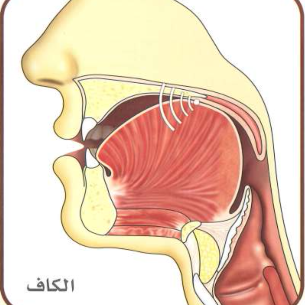 Makharij al Huruf Part 2( Articulation Points): Tajweed lesson 3 ...