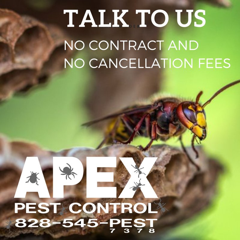 DIY Pest Control vs Professional Pest Control DIY Pest Control vs Professional Pest Control