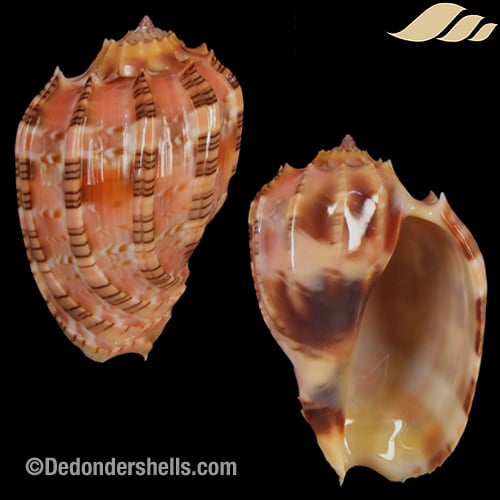 Harpidae Archives - De Donder Shells