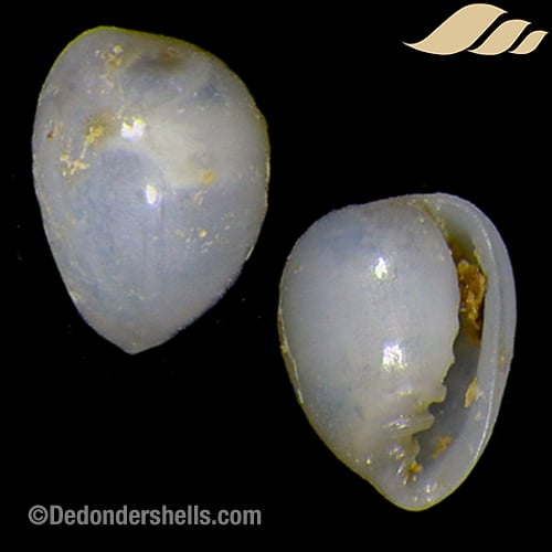 Crithe cossinea 1 - De Donder Shells