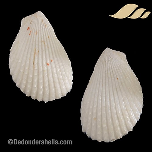 Limidae Archives - De Donder Shells