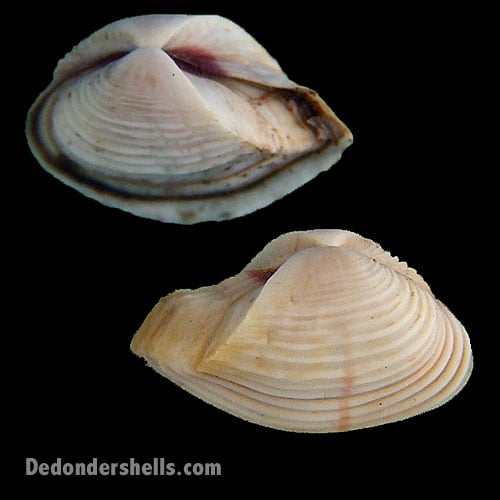 Corbulidae Archives - De Donder Shells