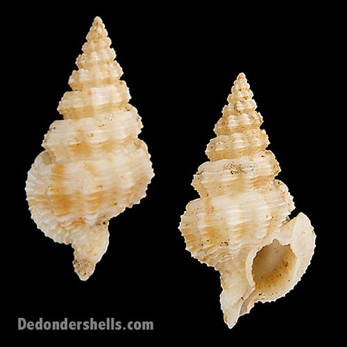 Buccinidae Archives - Page 3 of 4 - De Donder Shells