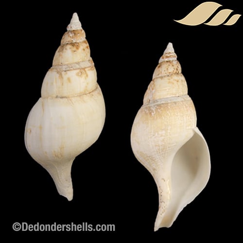 Buccinidae Archives - De Donder Shells