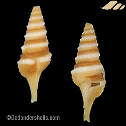 Turridae Archives - De Donder Shells