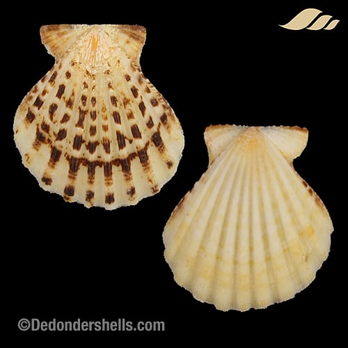 Pectinidae Archives - De Donder Shells