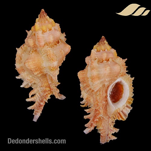 Muricidae Archives - Page 4 of 7 - De Donder Shells