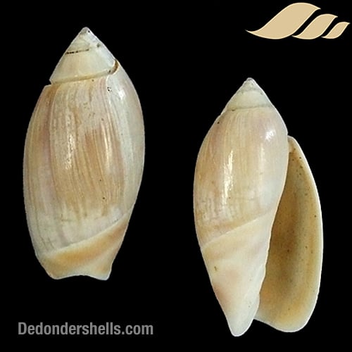 Olividae - Ancilariidae Archives - Page 2 of 3 - De Donder Shells
