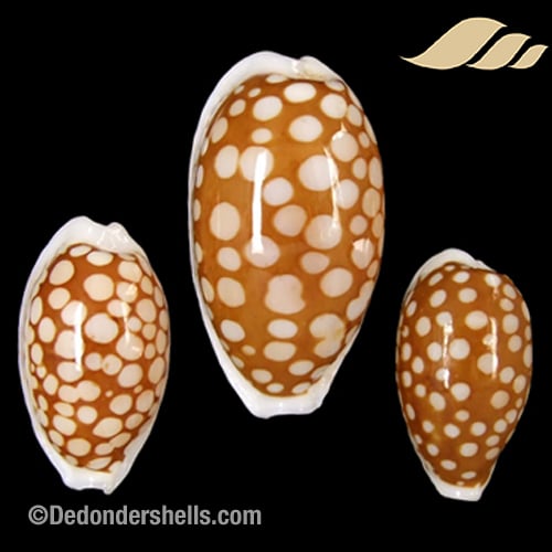 Shop - De Donder Shells