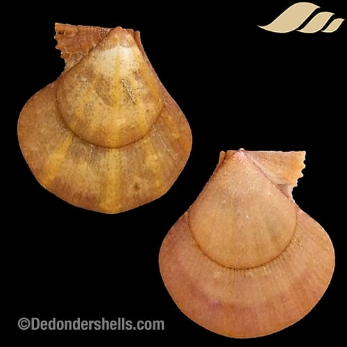 Pectinidae Archives - Page 2 of 6 - De Donder Shells