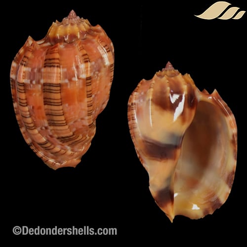 Harpidae Archives - De Donder Shells