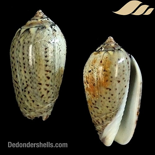 Olividae - Ancilariidae Archives - Page 2 of 3 - De Donder Shells