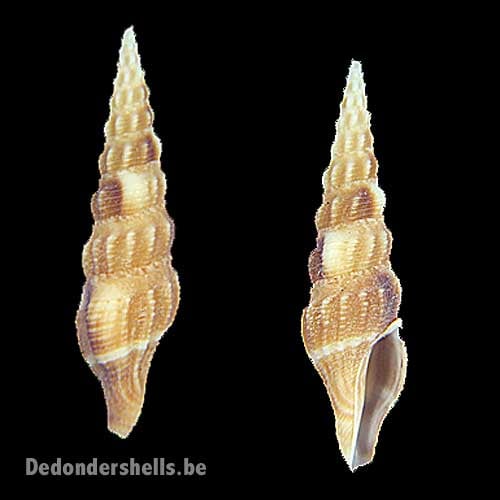 Turridae Archives - De Donder Shells