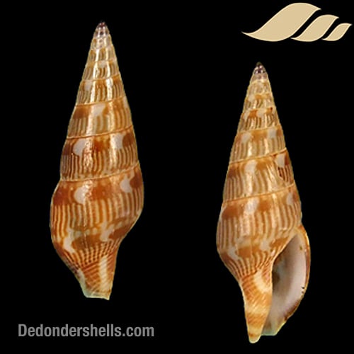 Columbellidae Archives - De Donder Shells