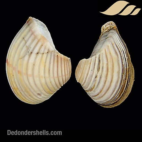 Corbulidae Archives - De Donder Shells