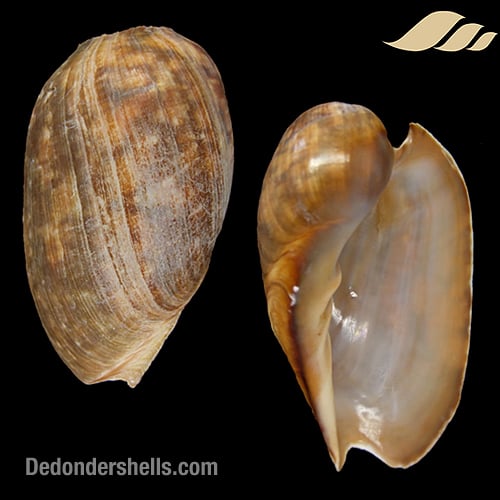 Cymbiola flavicans 6 - De Donder Shells