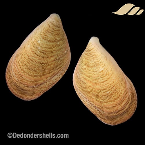 Shop - De Donder Shells