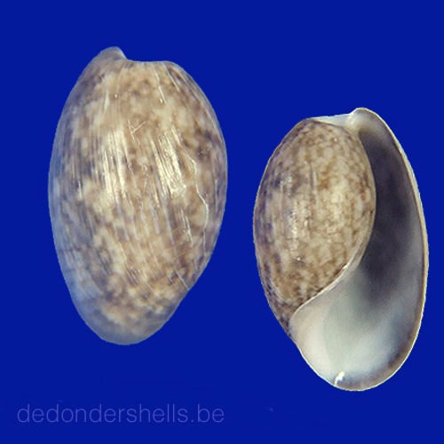 Bullidae Archives - De Donder Shells