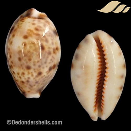 Shop - De Donder Shells
