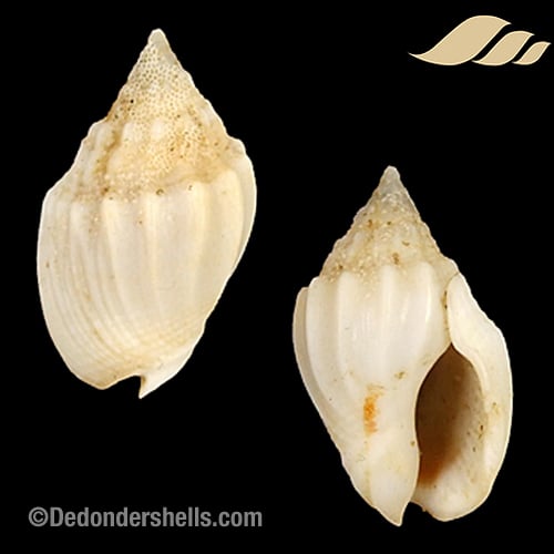 Nassariidae Archives - De Donder Shells