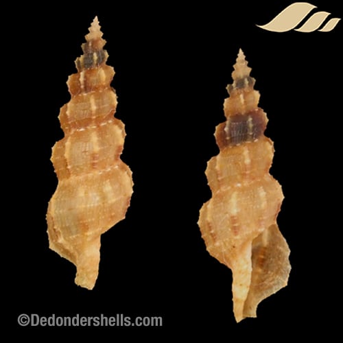 Turridae Archives - De Donder Shells
