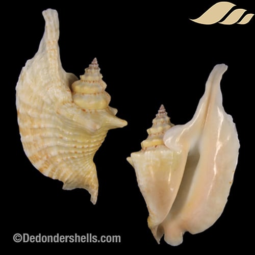 Strombidae Archives - De Donder Shells