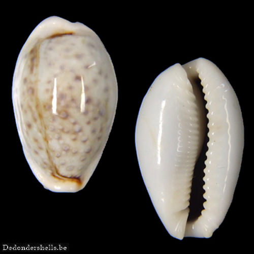 Cypraea eglantina 1 - De Donder Shells