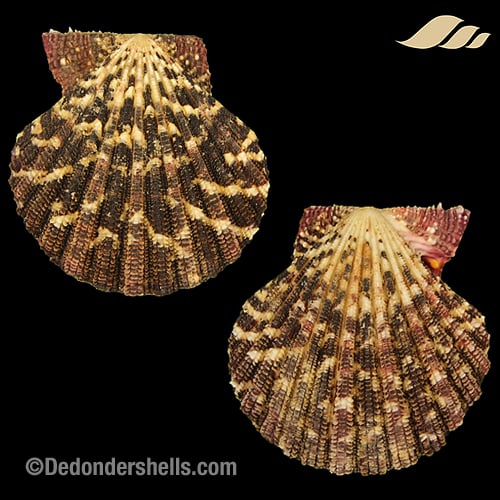 Pectinidae Archives - De Donder Shells