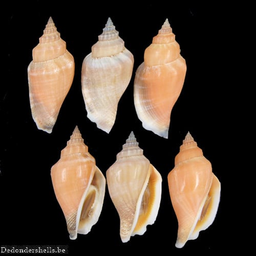 Strombidae Archives - Page 2 of 2 - De Donder Shells