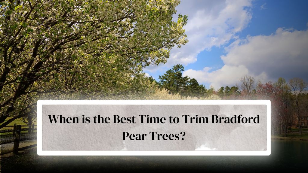 Trimming Bradford Pear Trees: Efficient Methods - Everything Arboriculture