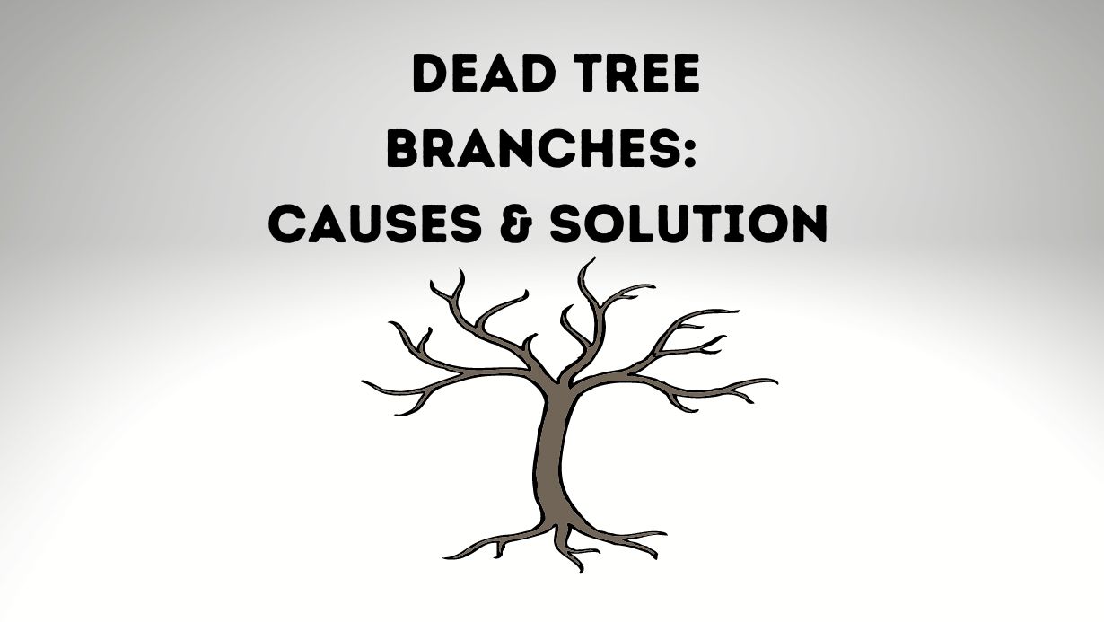 What Causes Dead Tree Branches? 5 Causes and Their Fixes - Everything ...