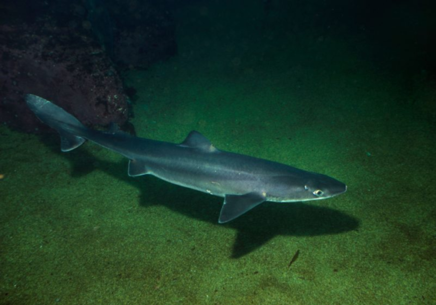 Shark Week: Spurdog Sharks in Ireland | FairSeas