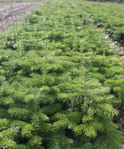 Christmas Trees or Sale Ireland Buy Xmas Trees Hedging.ie