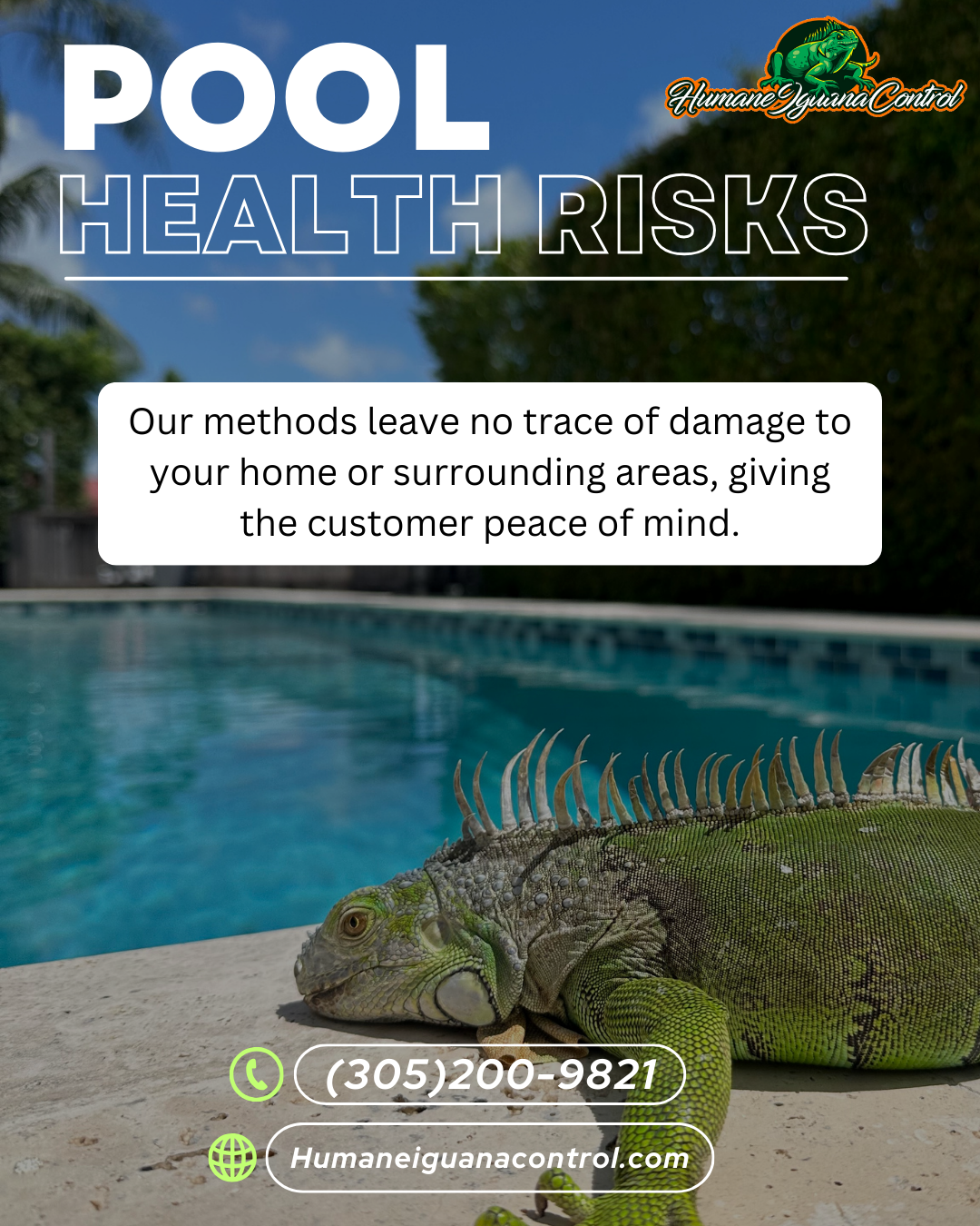 Dealing With Iguana Poop in Your Pool - Effective Iguana Removal Near Me
