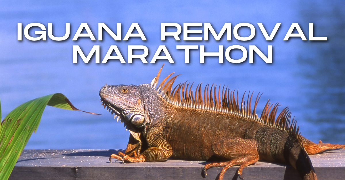 Dealing With Iguana Poop in Your Pool - Effective Iguana Removal Near Me