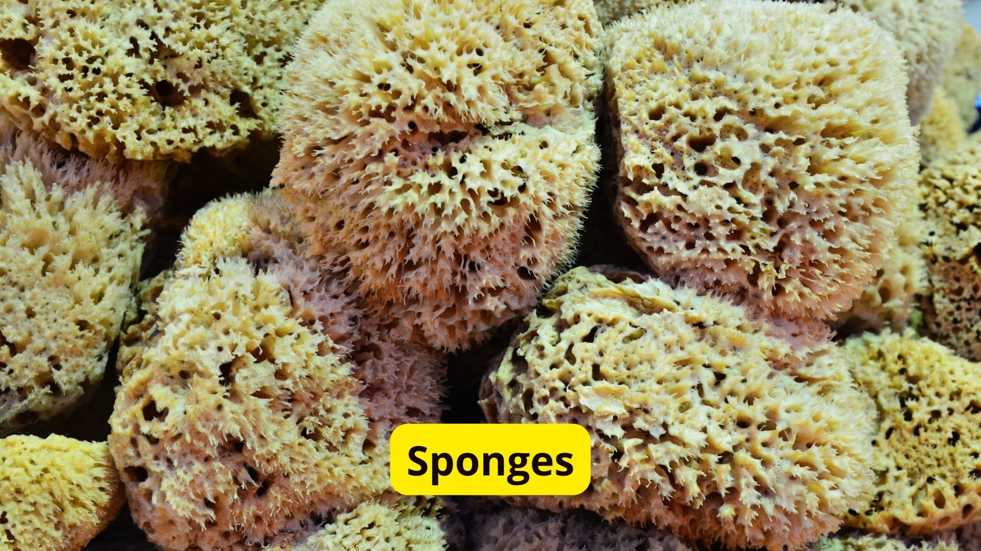 25 Animals With Different Colored Blood: Blue, Green, Purple & More ...