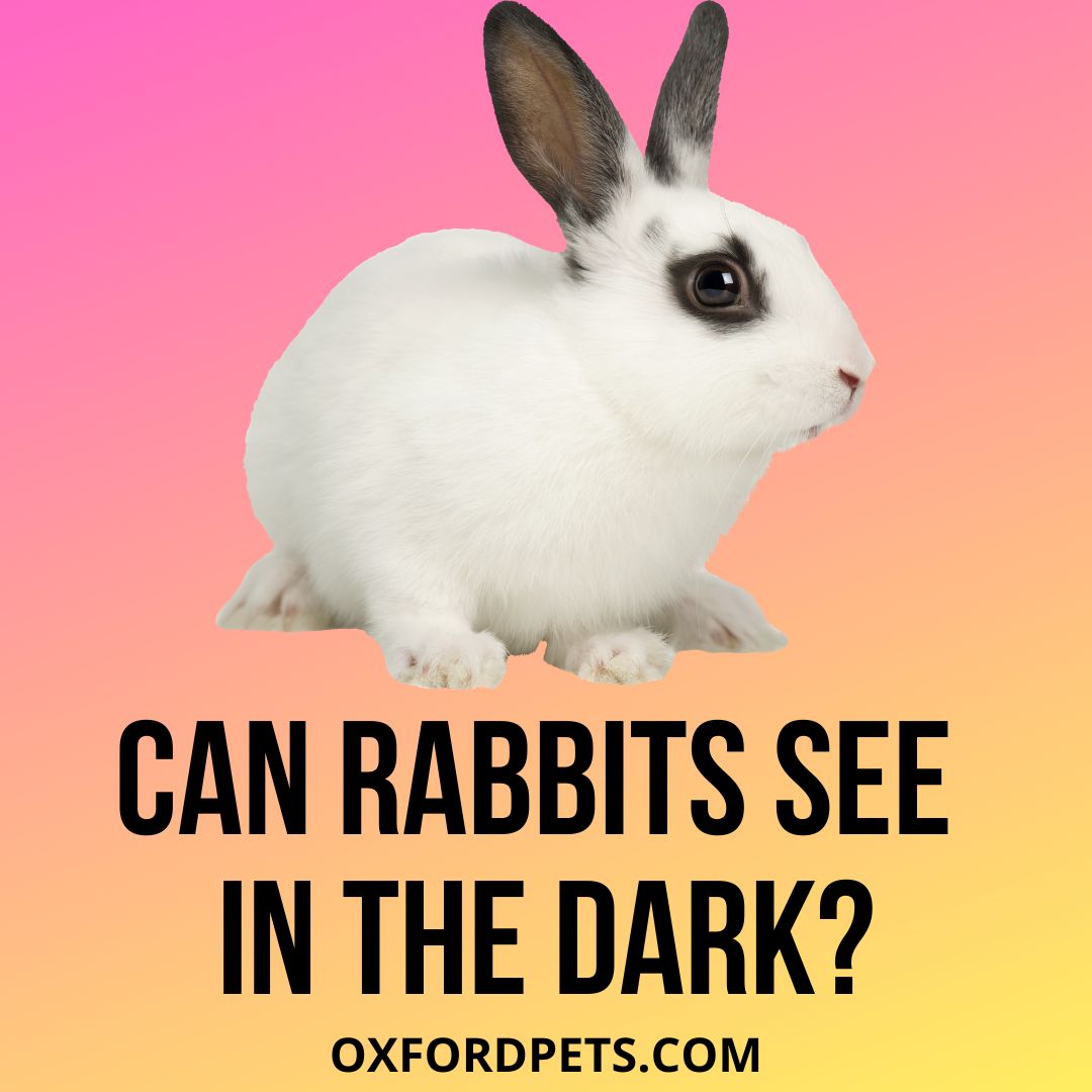 Can Rabbits See In The Dark or At Night? 7 Valid Facts - Oxford Pets