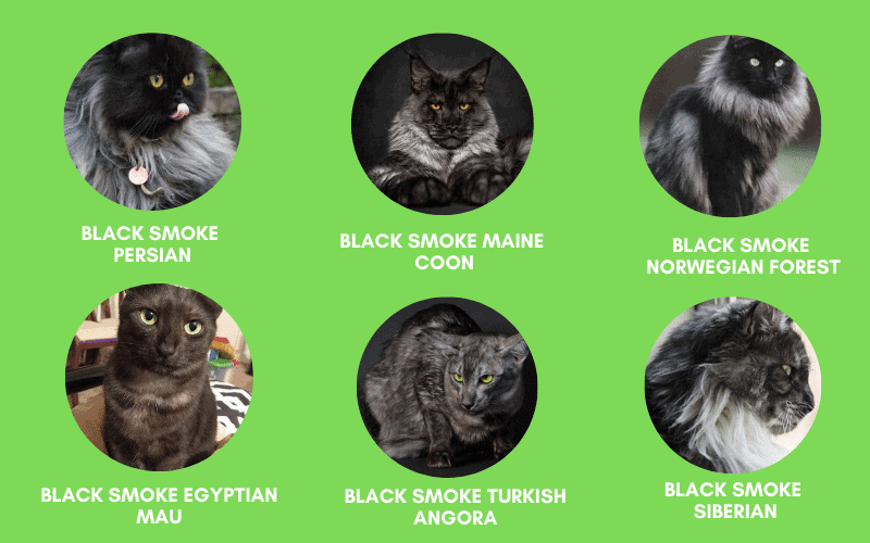 Black Smoke Cat: [Ultimate Guide in 2024] - Oxford Pets