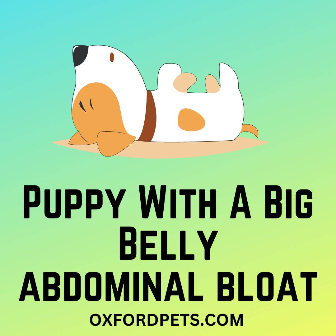 Puppy With A Big Belly: [Abdominal Bloat in Puppies] Explained - Oxford ...