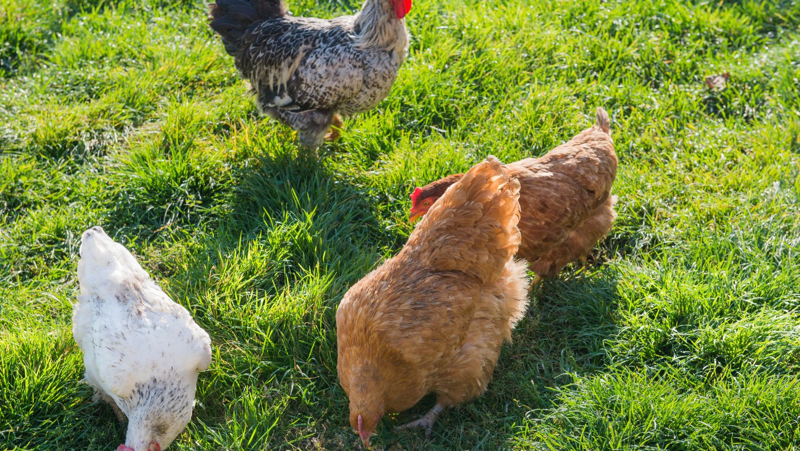 Can Chickens Eat Jalapenos? [10 Benefits and 5 Risks] - Oxford Pets