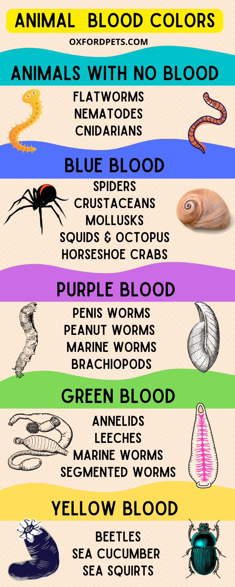 25 Animals With Different Colored Blood: Blue, Green, Purple & More ...