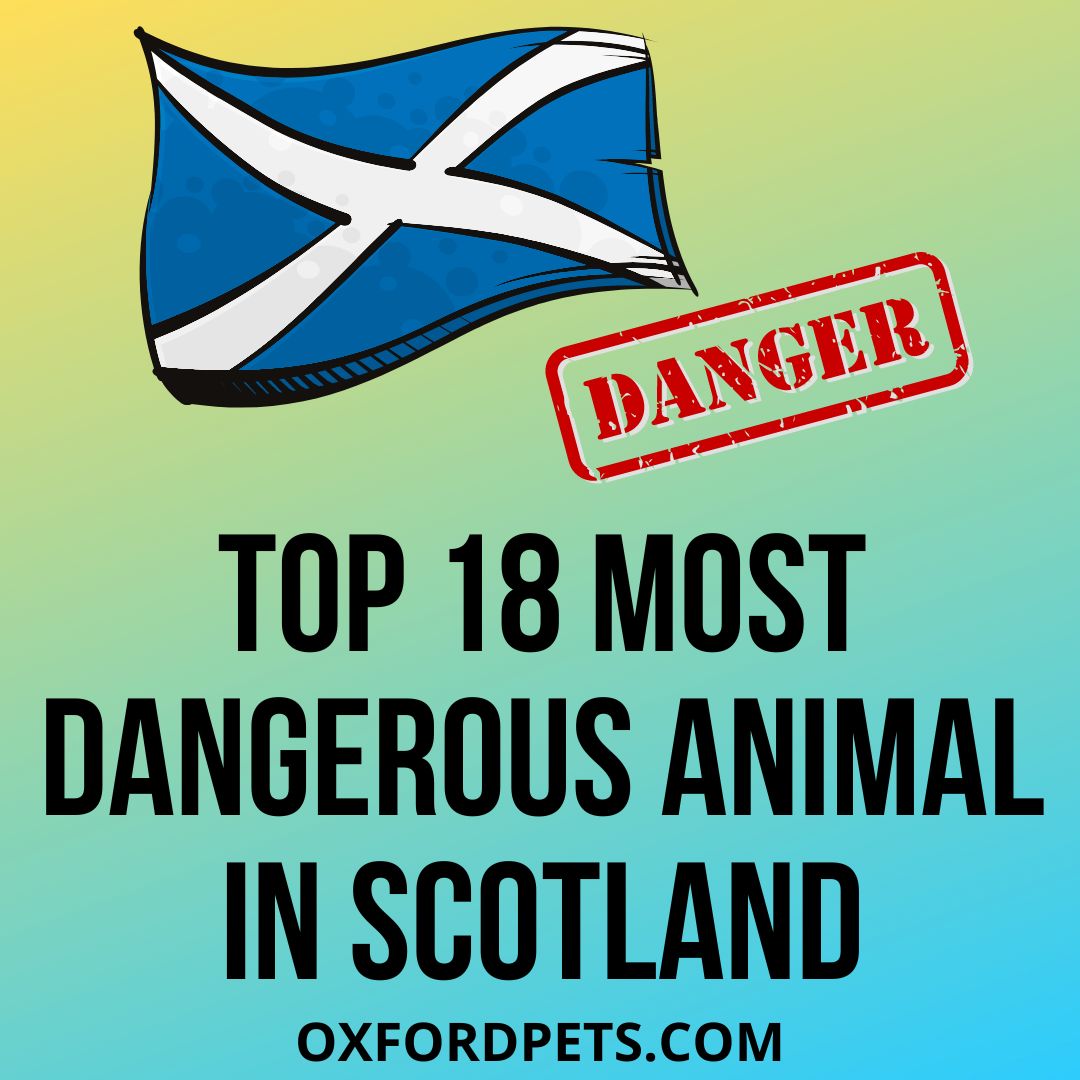 18 Most Dangerous Animals In Scotland - Oxford Pets