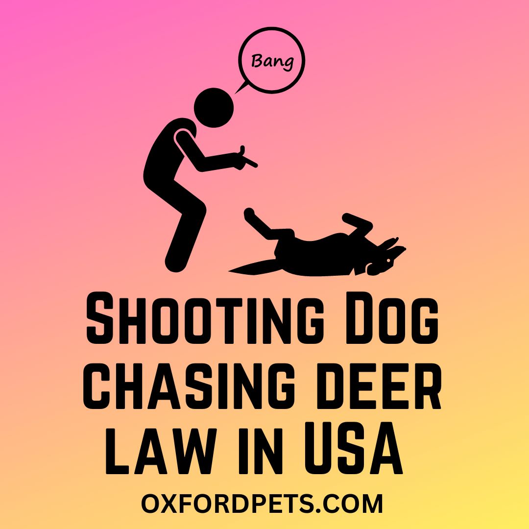 Can You Shoot Dogs Chasing Deer Or Moose? 10 Dog Chasing Wildlife Laws ...