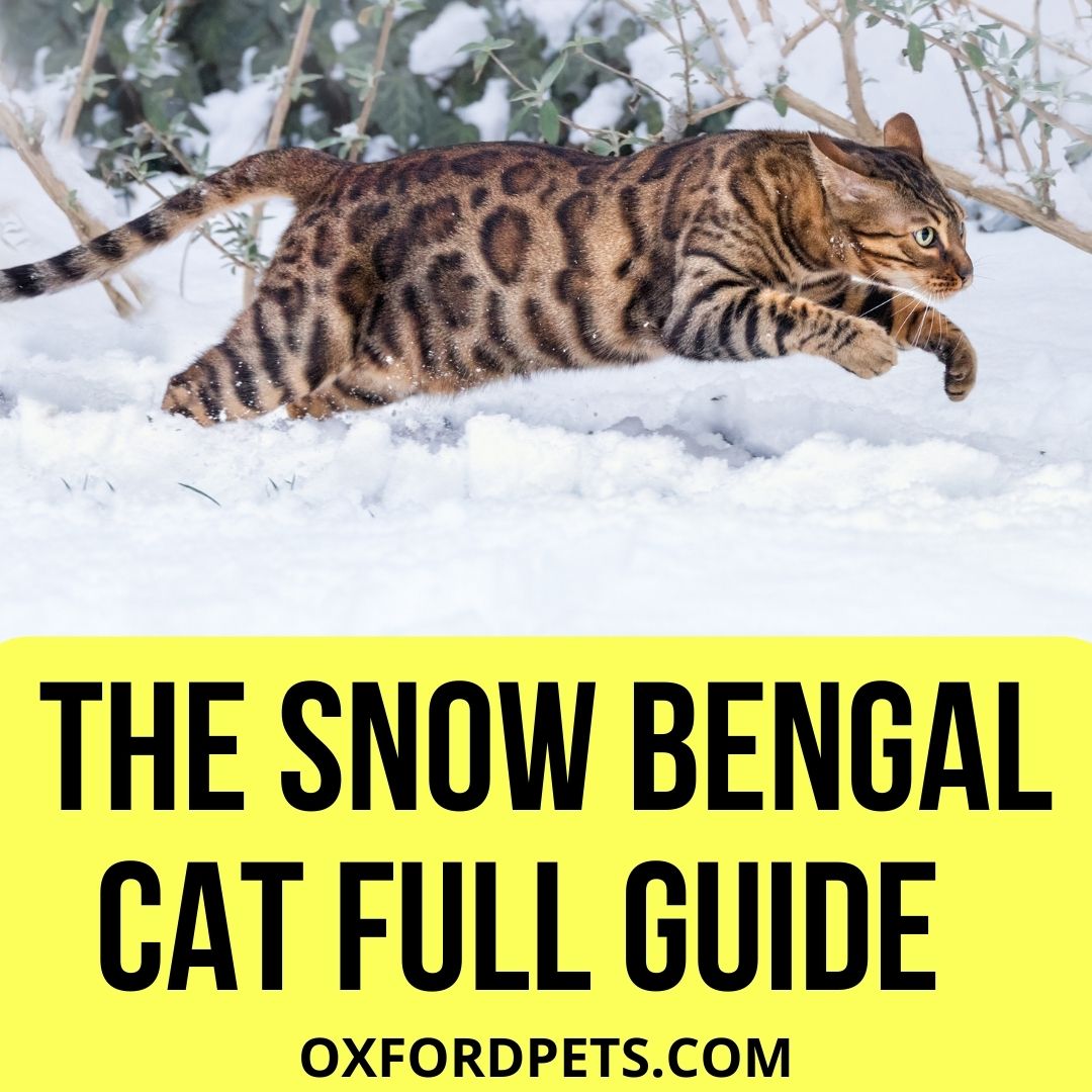 The Snow Bengal Cat: Complete Guide [2022] - Oxford Pets