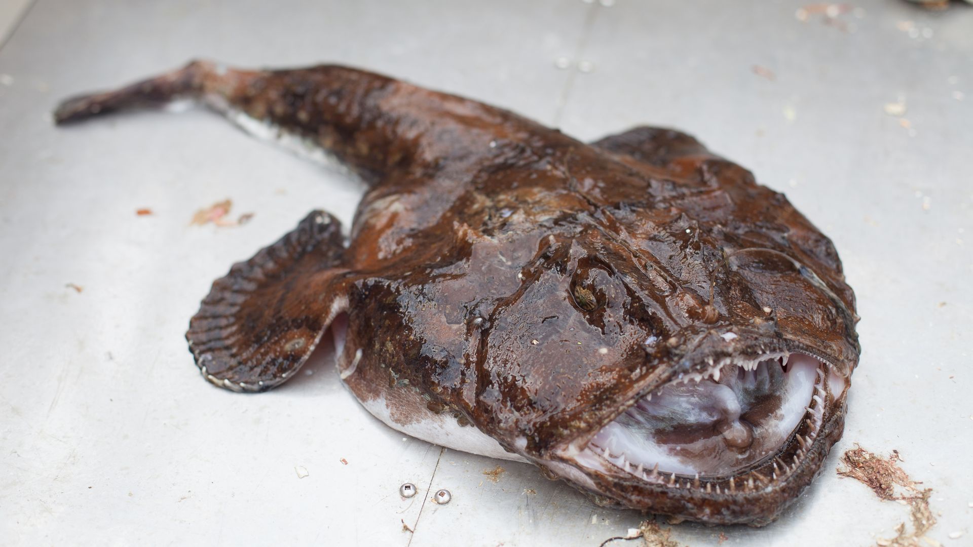 27 Fish Species With Big Eyes (Protruding/Bulging Eyes) - Oxford Pets